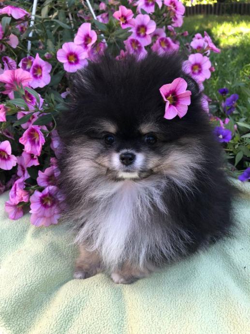 Pomeranian - POMERANEC - BOO ... MINI varijanta