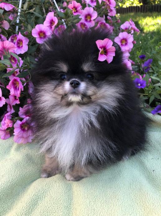 Pomeranian - POMERANEC - BOO ... MINI varijanta