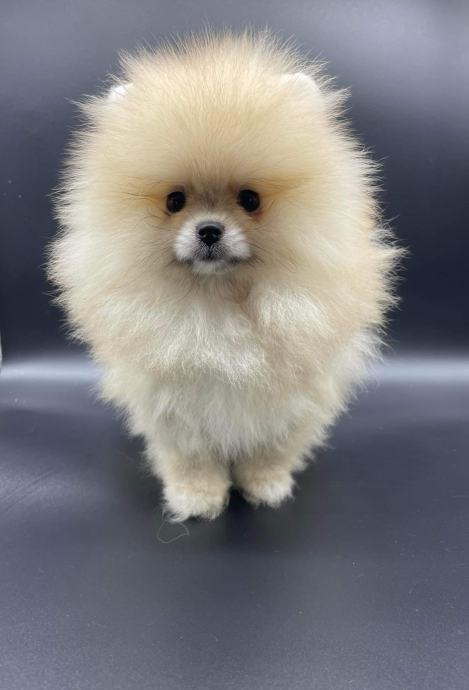 Pomeranian - POMERANEC - BOO ... MINI varijanta