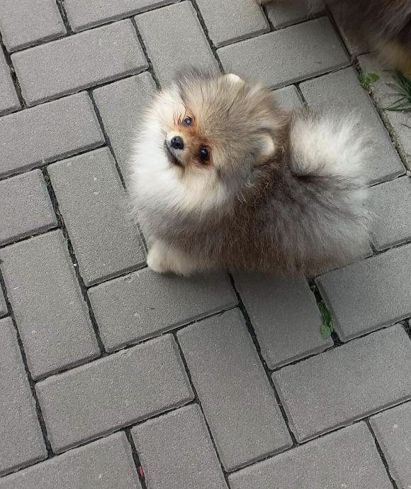 Pomeranian - POMERANEC - BOO ... MINI varijanta