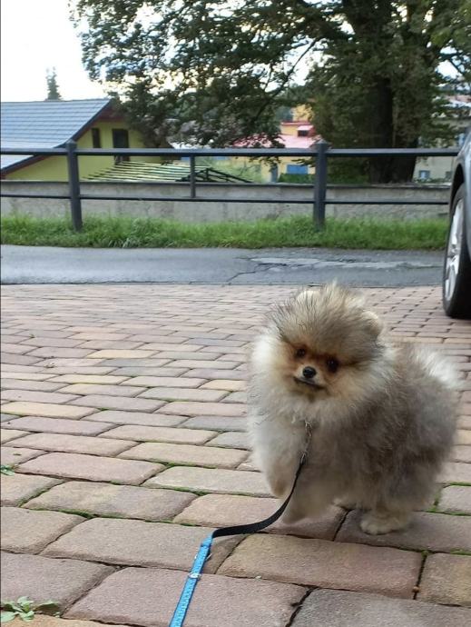 Pomeranian - POMERANEC - BOO ... MINI varijanta