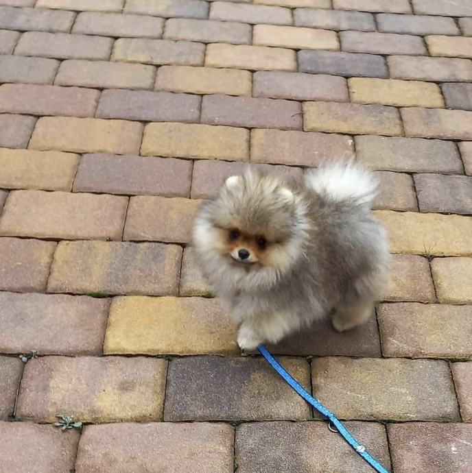 Pomeranian - POMERANEC - BOO ... MINI varijanta