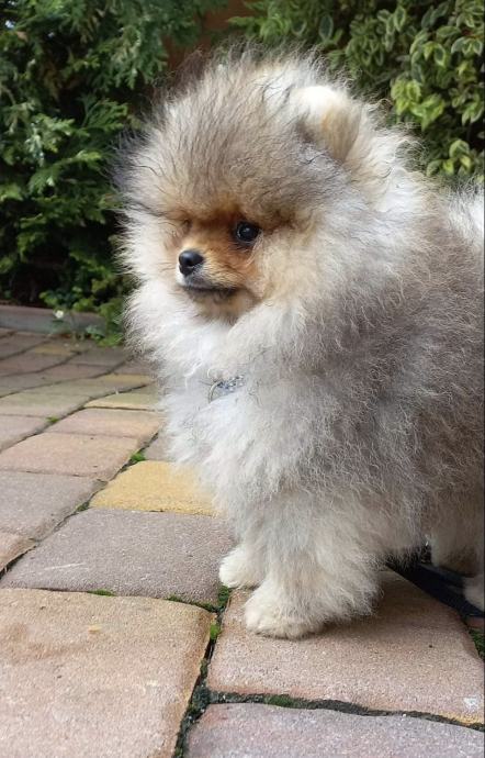 Pomeranian - POMERANEC - BOO ... MINI varijanta