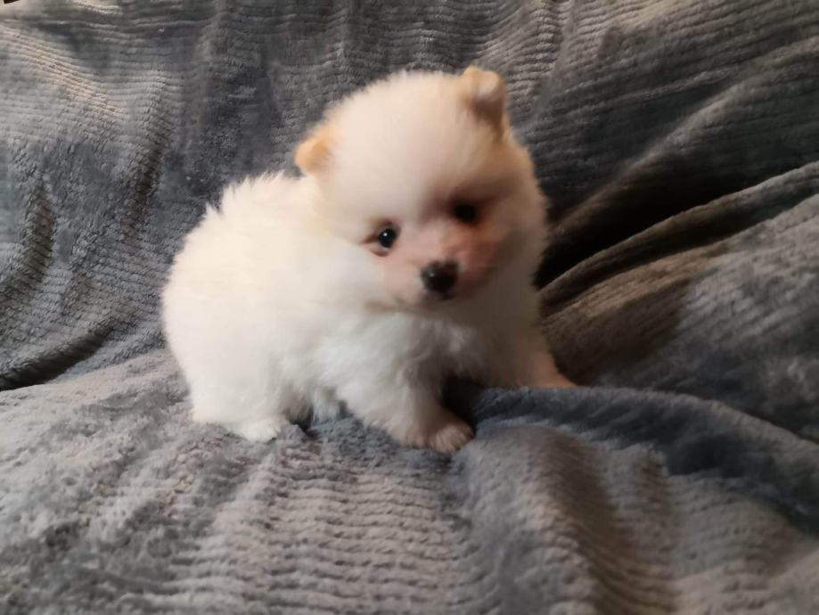 Pomeranian - POMERANEC - BOO ... MINI varijanta