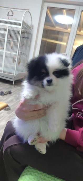 Pomeranian - POMERANEC - BOO ... MINI varijanta