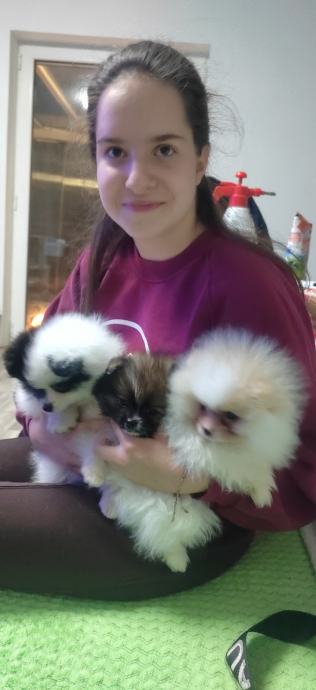 Pomeranian - POMERANEC - BOO ... MINI varijanta