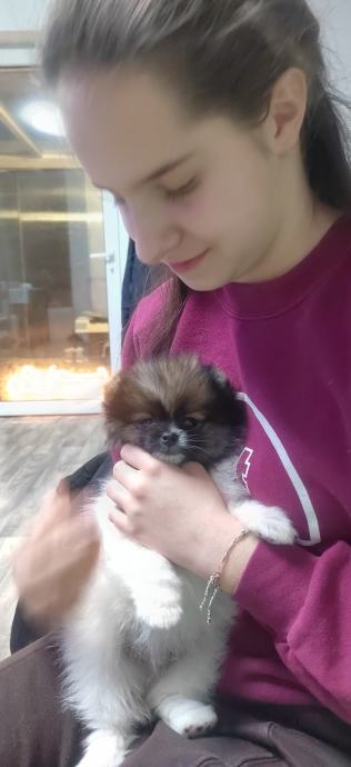 Pomeranian - POMERANEC - BOO ... MINI varijanta