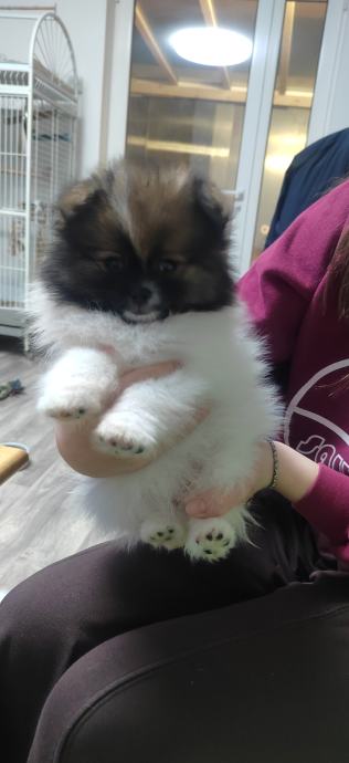 Pomeranian - POMERANEC - BOO ... MINI varijanta
