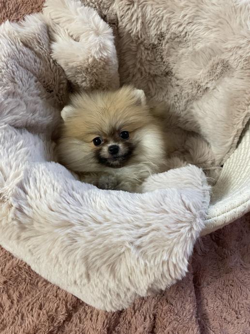 Pomeranian - POMERANEC - BOO ... MINI varijanta