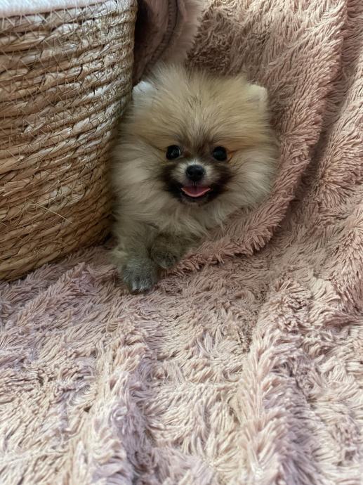 Pomeranian - POMERANEC - BOO ... MINI varijanta