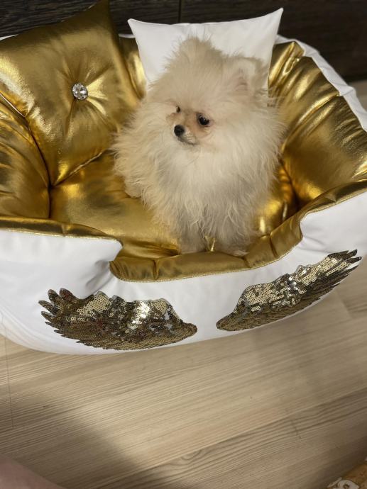 Pomeranian - POMERANEC - BOO ... MINI varijanta