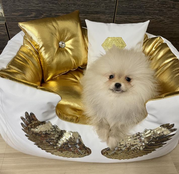 Pomeranian - POMERANEC - BOO ... MINI varijanta