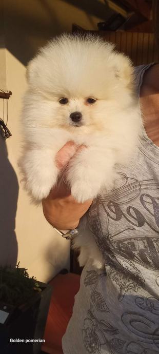 Pomeranian - POMERANEC - BOO ... MINI varijanta