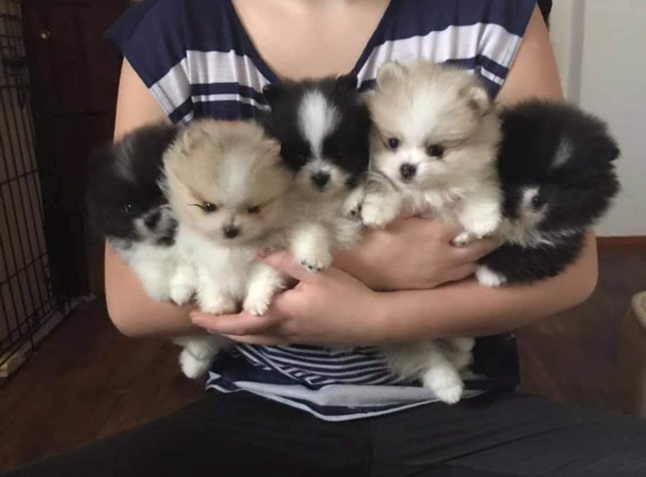 Pomeranian - POMERANEC - BOO