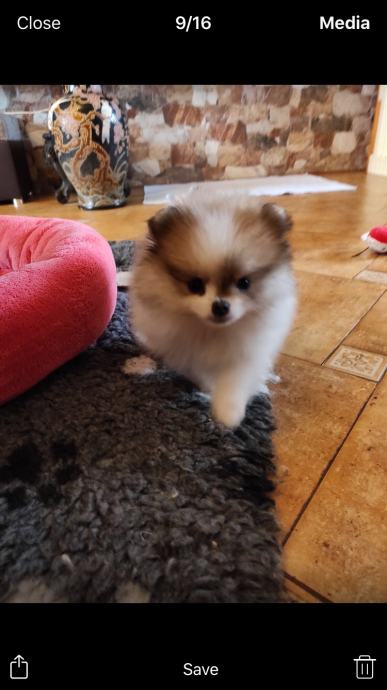 Pomeranian - POMERANEC - BOO