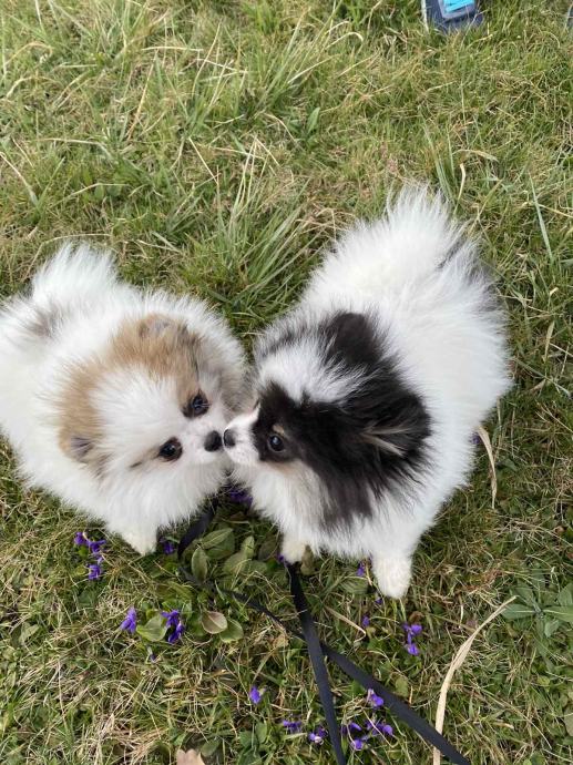Pomeranian - POMERANEC - BOO