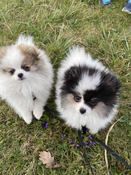 Pomeranian - POMERANEC - BOO