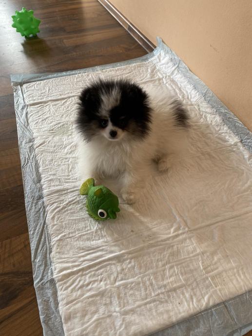 Pomeranian - POMERANEC - BOO