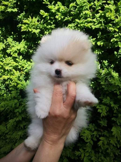 Pomeranian - POMERANEC - BOO