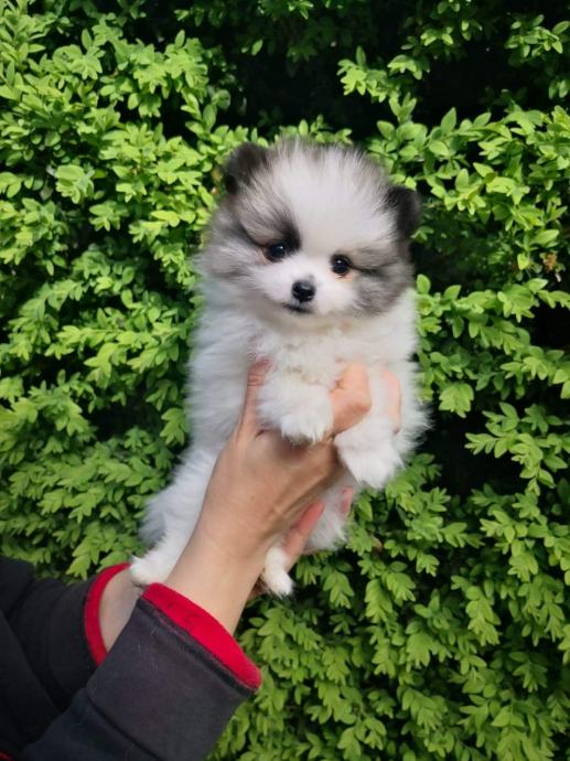 Pomeranian - POMERANEC - BOO