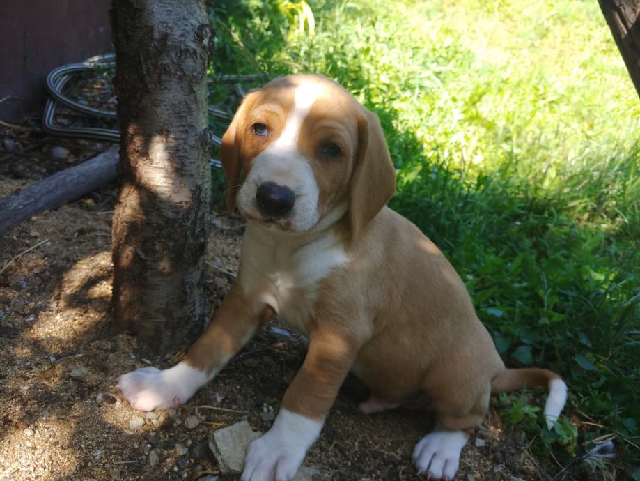 Posavski gonici z rodovnikom