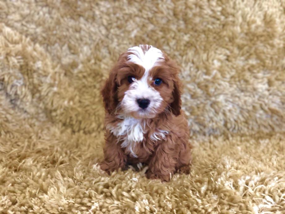 Prekrasni Cavapoo štenci.