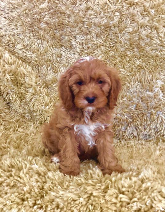 Prekrasni Cavapoo štenci.