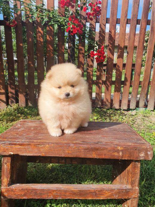 Prelepi pomeranci BOO