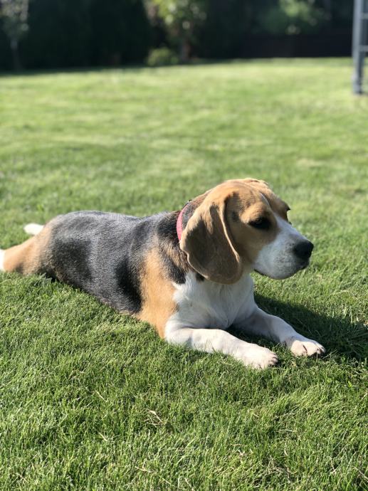 Prijazna psička pasme beagle išče lastnika