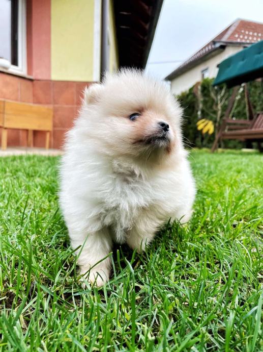 Pritlikavi nemški špic / Mini german spitz