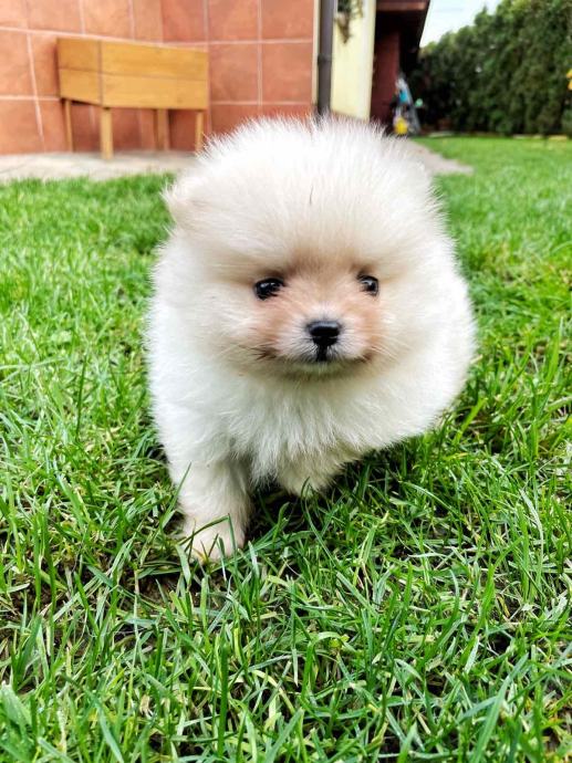 Pritlikavi nemški špic / Mini german spitz