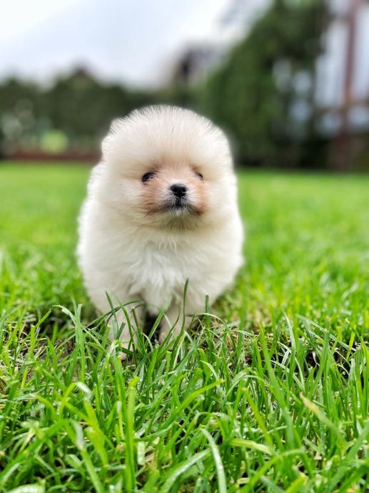 Pritlikavi nemški špic / Mini german spitz