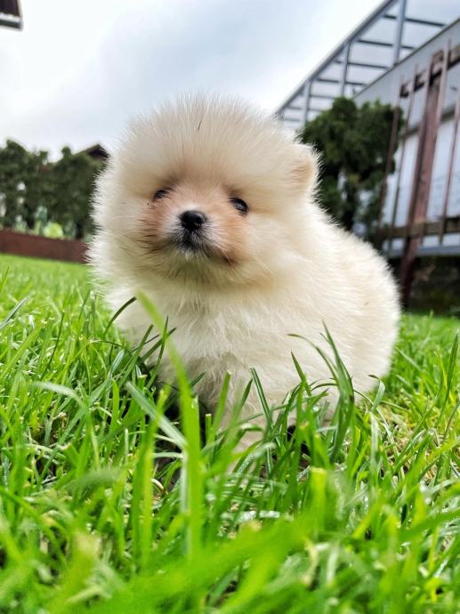 Pritlikavi nemški špic / Mini german spitz