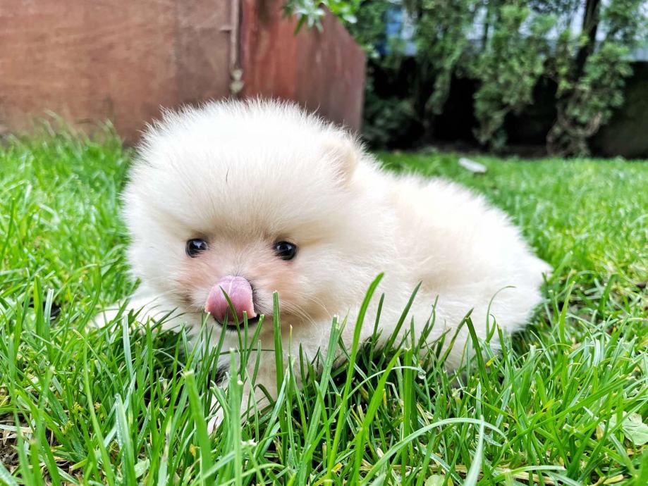 Pritlikavi nemški špic / Mini german spitz