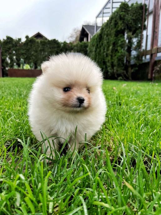 Pritlikavi nemški špic / Mini german spitz