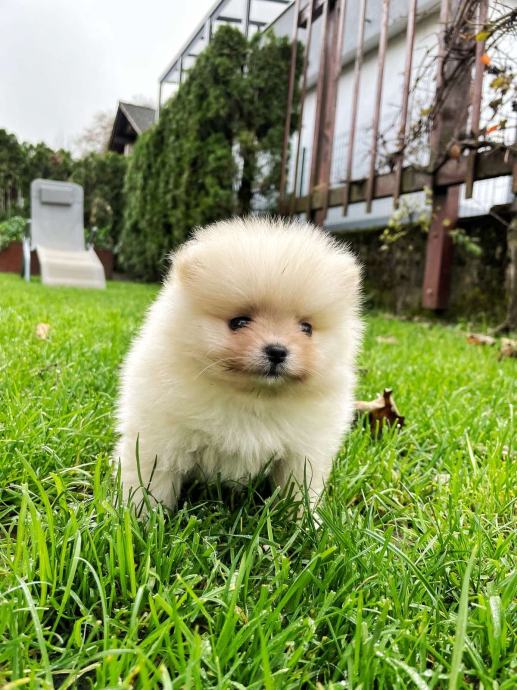 Pritlikavi nemški špic / Mini german spitz