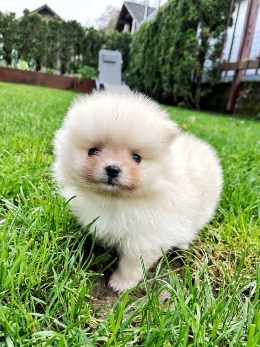 Pritlikavi nemški špic / Mini german spitz
