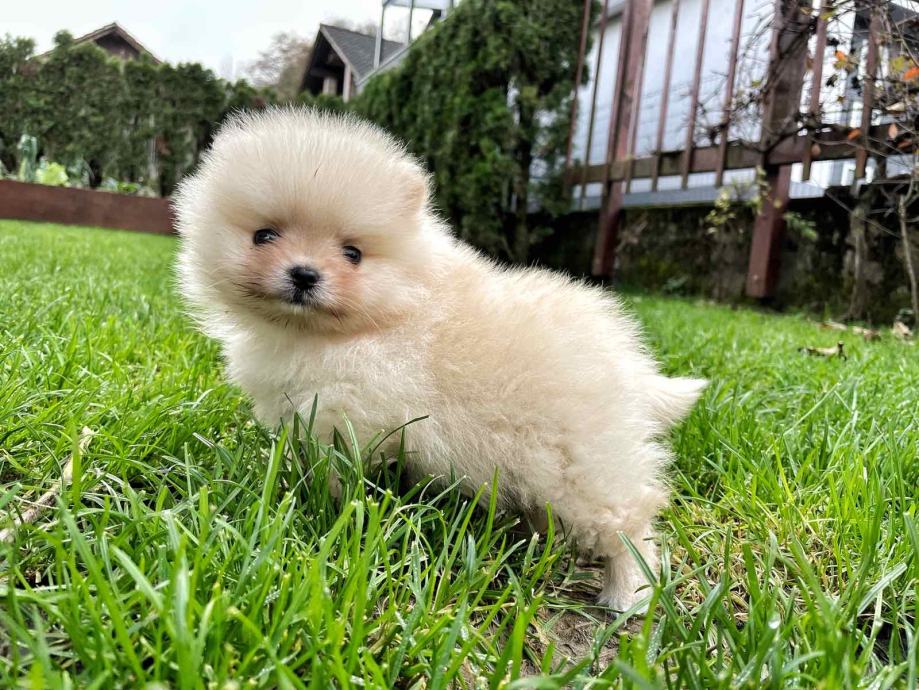 Pritlikavi nemški špic / Mini german spitz
