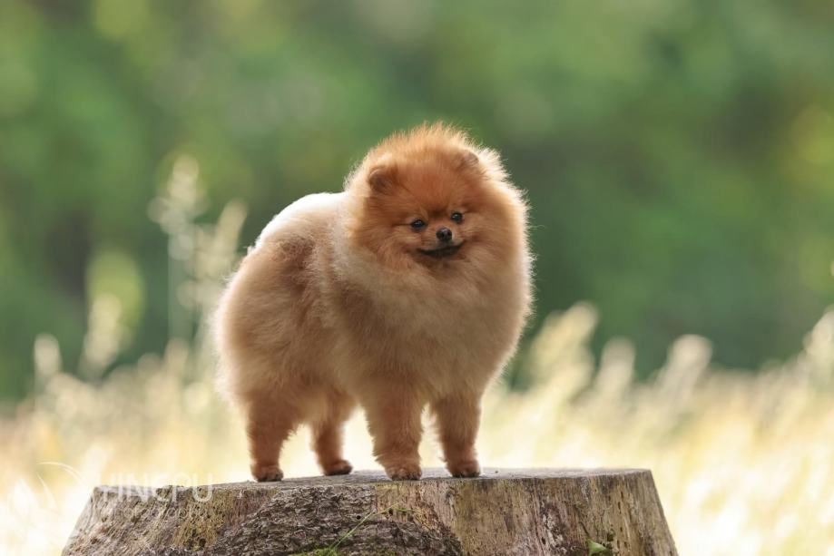 Pritlikavi nemški špic (Pomeranec) / German Toy Spitz (Pomeranian)