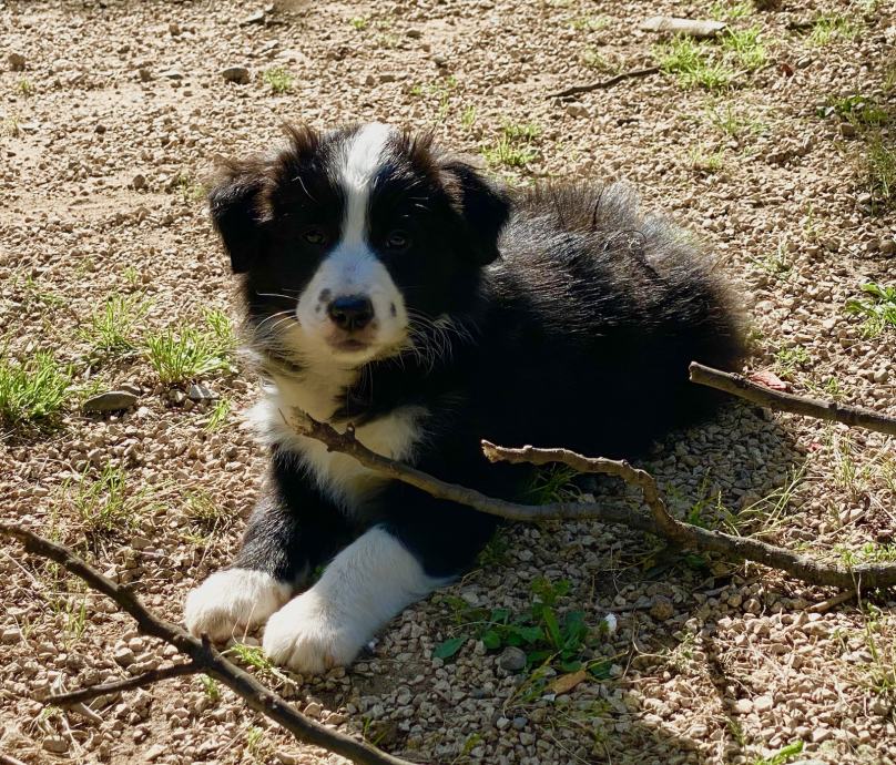 Psarna VELEBIT ELVES - pasji mladički pasme Border collie