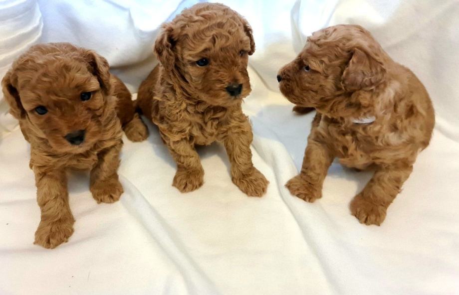 psički pudli mladički