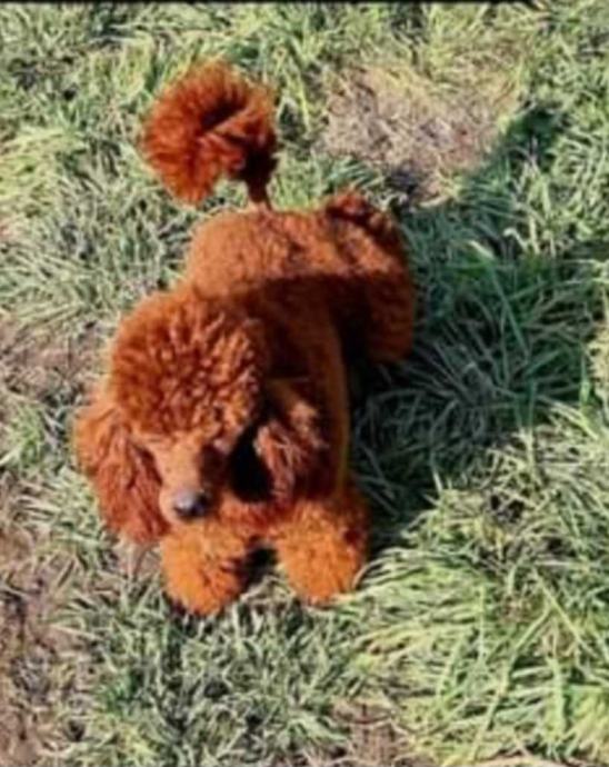 Rdeči pritlikavi koder