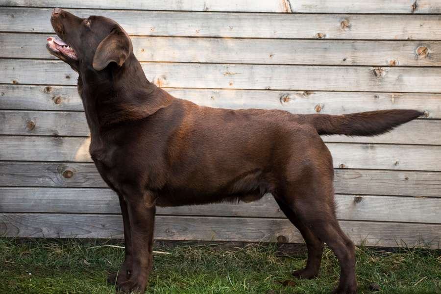 Rezervacije- rodovniški čokoladni mladiči labradorci, labradorec