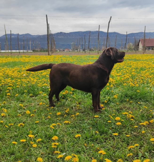 Rezervacije- rodovniški čokoladni mladiči labradorci, labradorec
