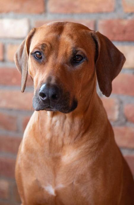 Rodezijski grebenar-REZERVACIJE CHAMPION leglo