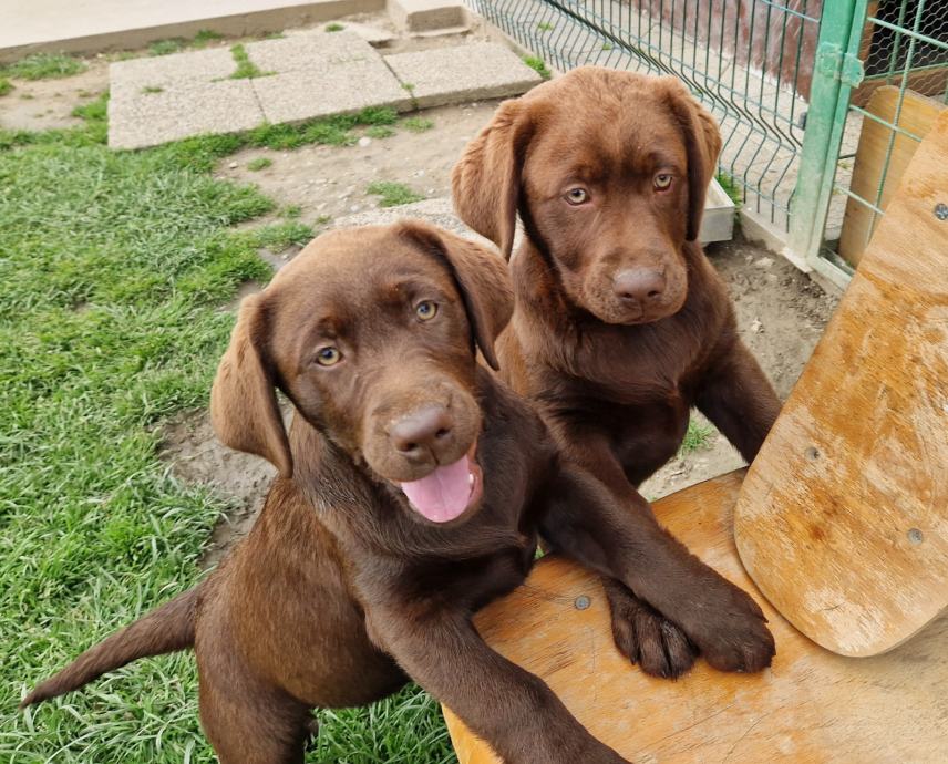 RJAVI LABRADORCI, LABRADOR, MLADIČKI LABRADOREC S RODOVNIKOM