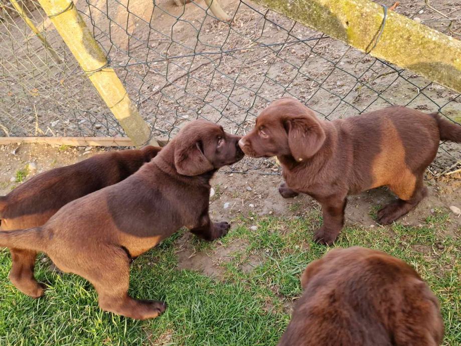RJAVI LABRADORCI, LABRADOR, MLADIČKI LABRADOREC S RODOVNIKOM