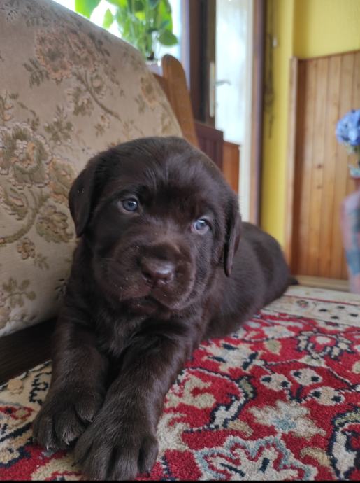 LABRADOREC ČOKOLADNI Z RODOVNIKOM-psička