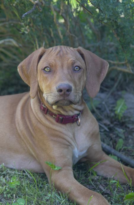 Rodezijski grebenar- Rhodesian Ridgeback-ŠAMPIONSKO LEGLO