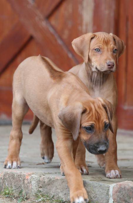 Rodezijski grebenar- Rhodesian Ridgeback-ŠAMPIONSKO LEGLO